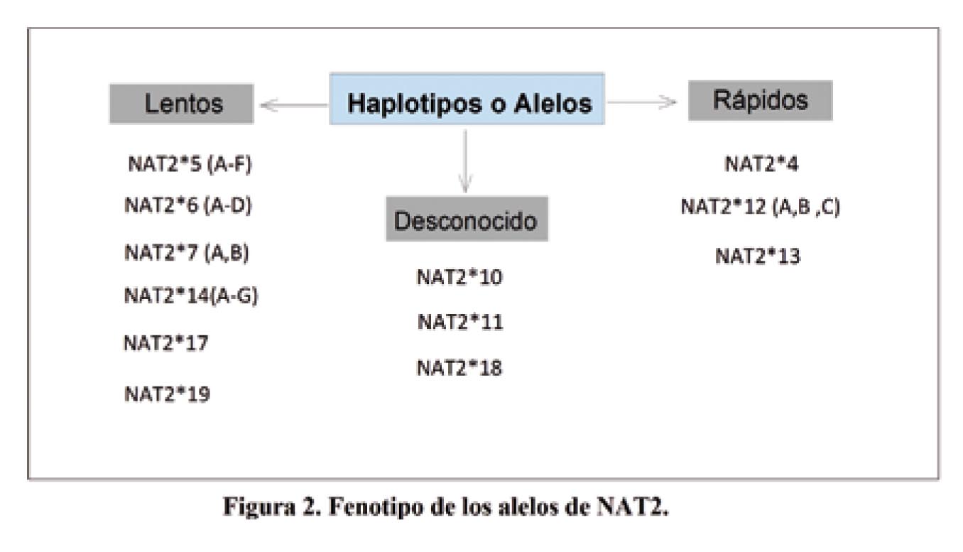 NAT 2 y el metabolismo de medicamentos - Reporte Ciencia UANL