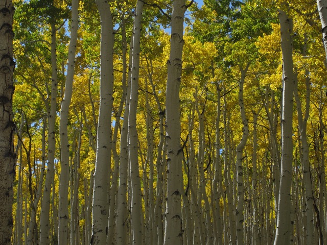 pando tree - Reporte Ciencia UANL