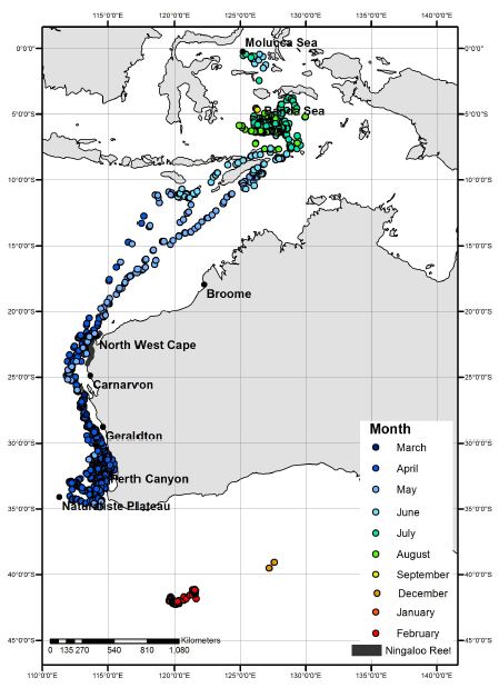Whale-Migration-Tracking - Reporte Ciencia UANL