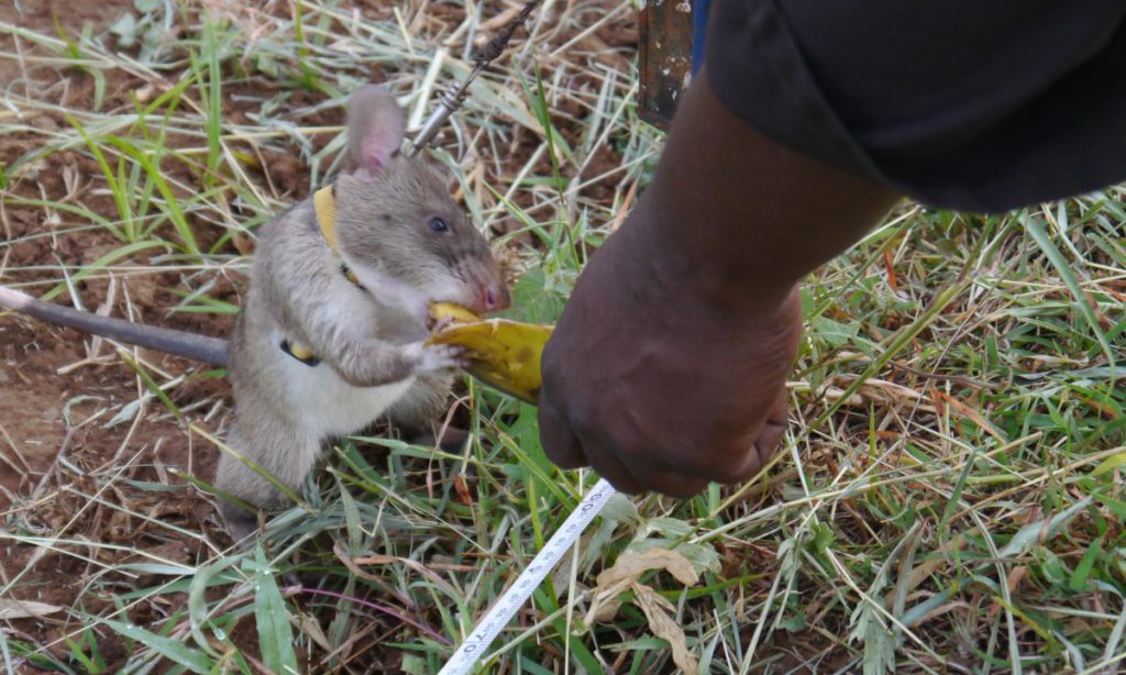 The giant rats that save lives by detecting landmines – video - Reporte ...
