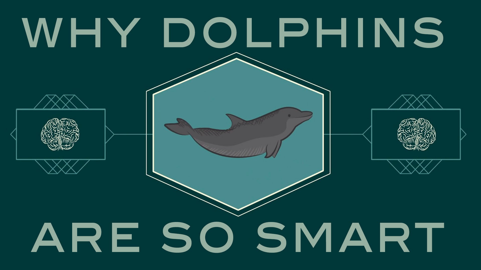 How smart are dolphins? - Lori Marino - Reporte Ciencia UANL
