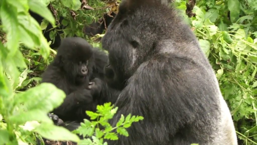 Snippet: Gorilla dads - Reporte Ciencia UANL