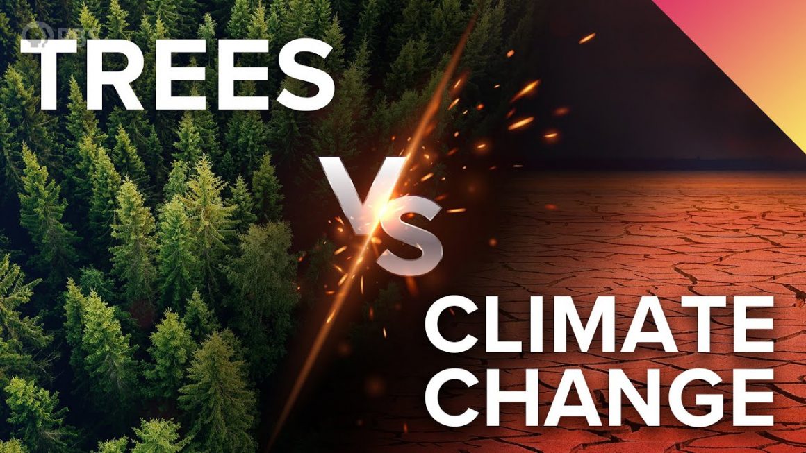 If We Plant 1 TRILLION Trees Can We Stop Climate Change? - Reporte ...