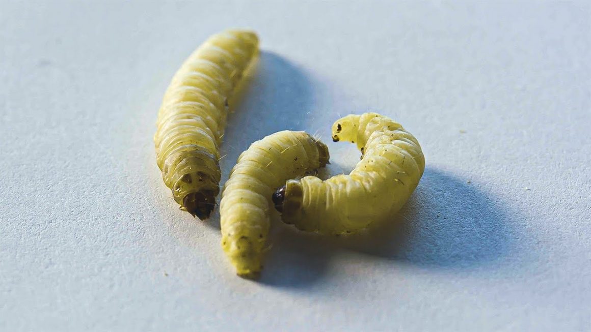Meet The Plastic-Eating Worms | Planet Fix | BBC Earth Lab - Reporte ...